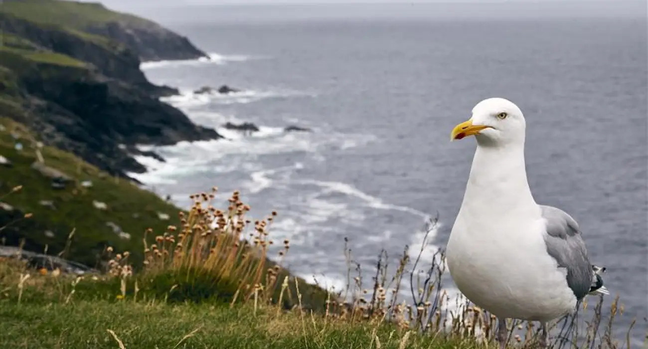 Wildlife on Orkney Islands | Birds, Aquatic Life & Landscapes